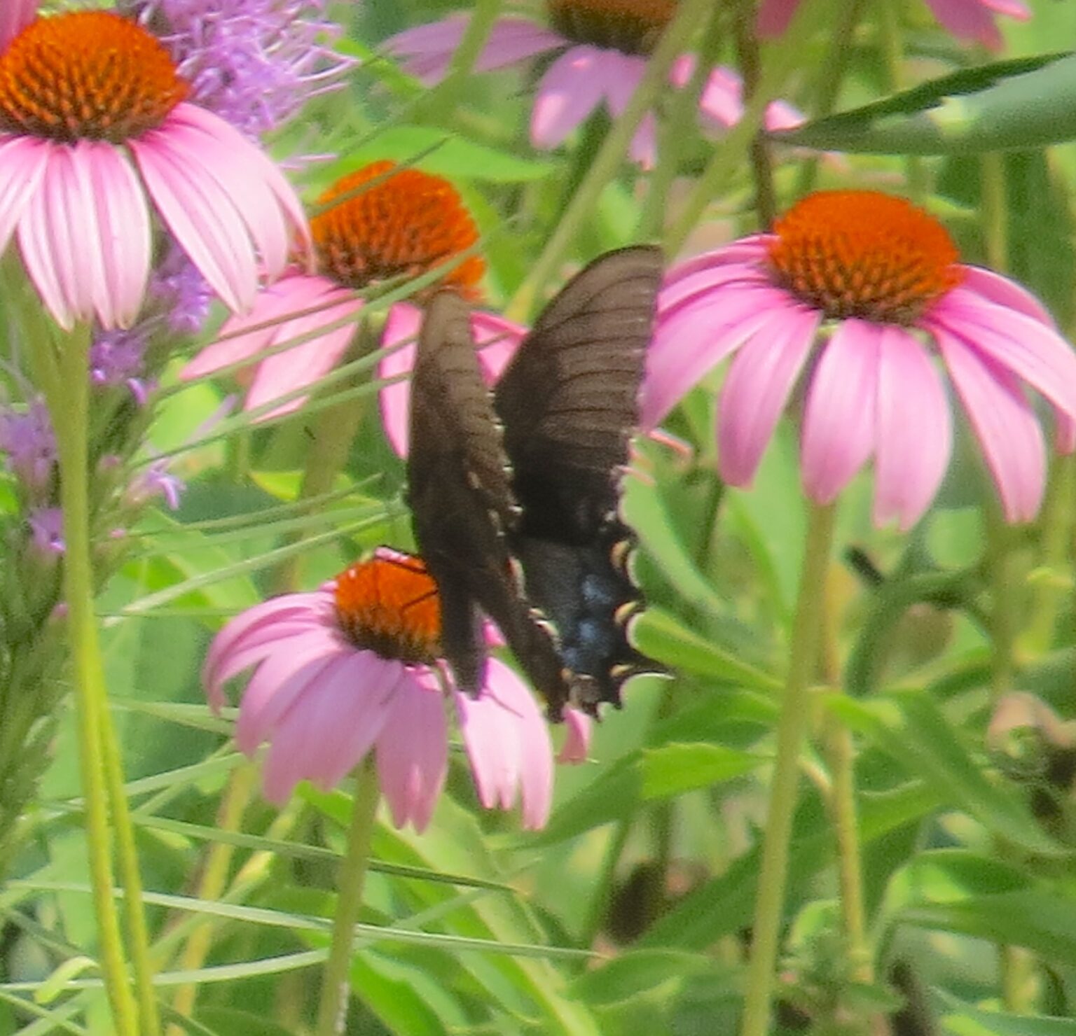 Native Plants